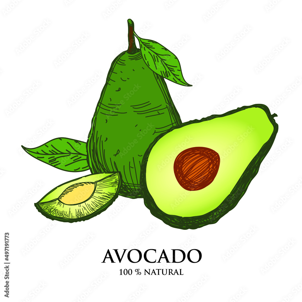 vector hand drawn avocado set whole avocado sliced halved leaves and ...