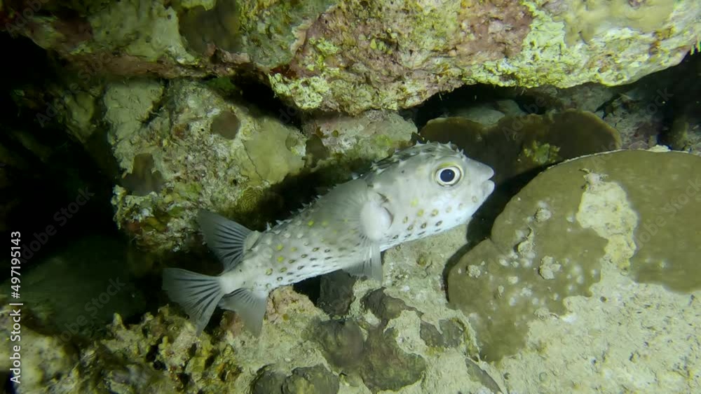 Vídeo do Stock: Close up of Porcupine Fish hiding under coral reef ...