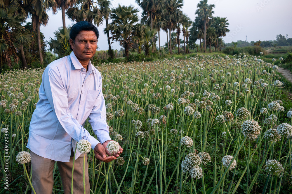 An Indian farmer is showing the onion flower with his hand on his ...