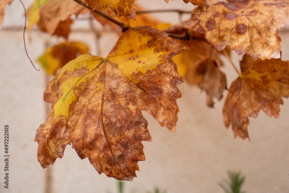 Vine leaf turning brown. Vitis plant about to shed its leaves in the ...