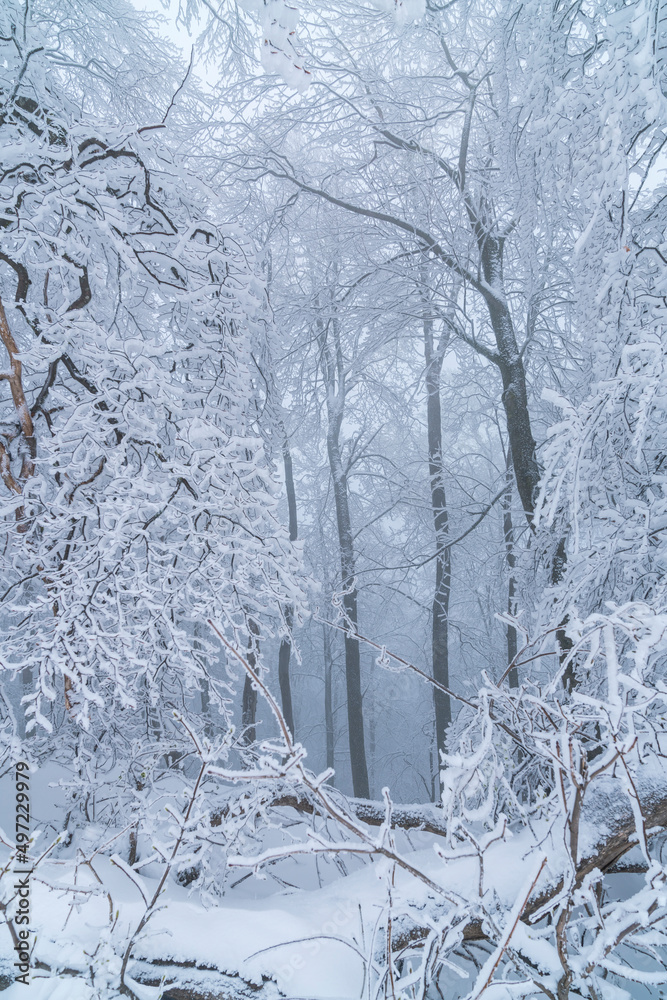Germany, Winter wonderland landscape scene in a forest ticket jungle ...
