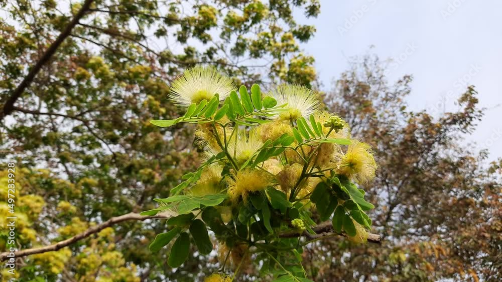 Albizia lebbeck or shirisha tree flowers. Flowers of Albizia ...
