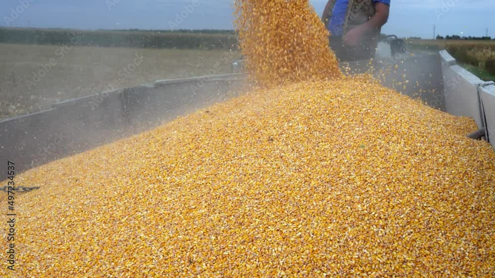 Vidéo Stock Unloading Harvested Corn Grain Into Tractor Trailer. Corn ...