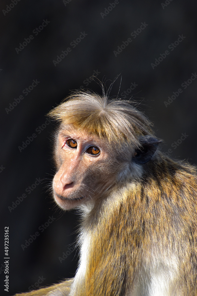 Toque macaque, an Old World monkey endemic to Sri Lanka, looking at ...