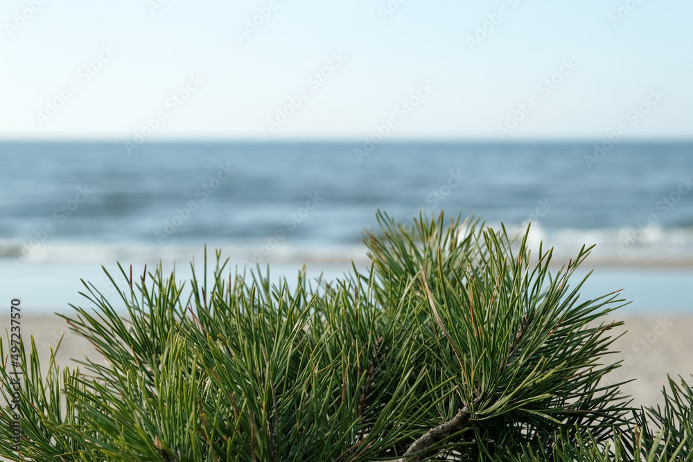 Taean-gun Anmyeon-eup, Chungcheongnam-do May 20th, 2020: Pine Tree on ...