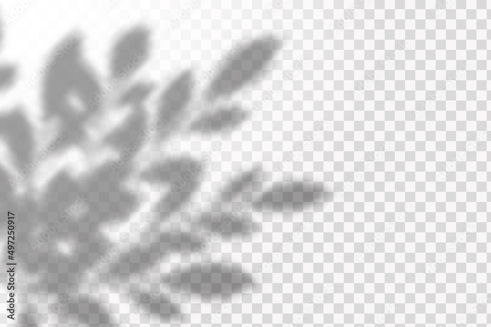 Realistic shadow of tropical leaves or branches on transparent ...