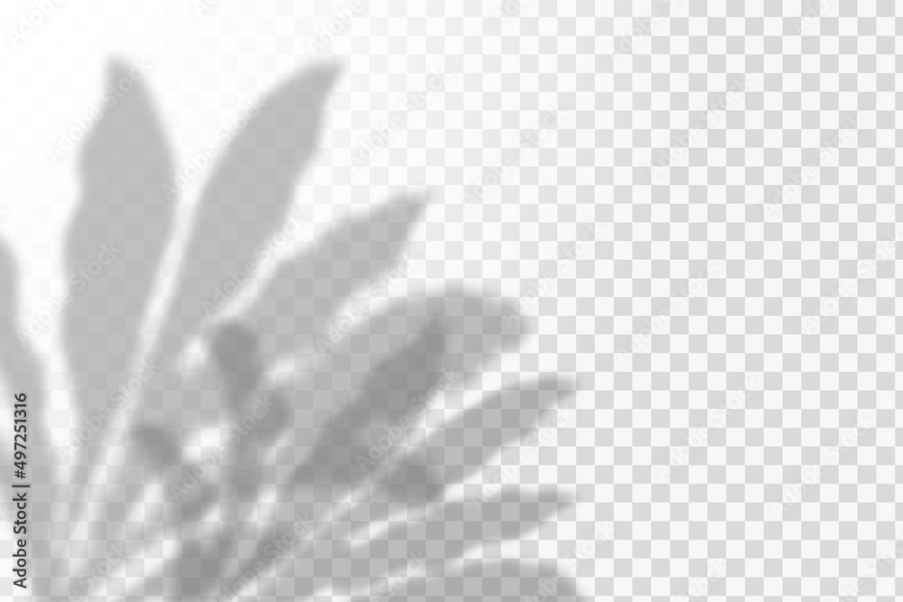 Realistic shadow of tropical leaves or branches on transparent ...