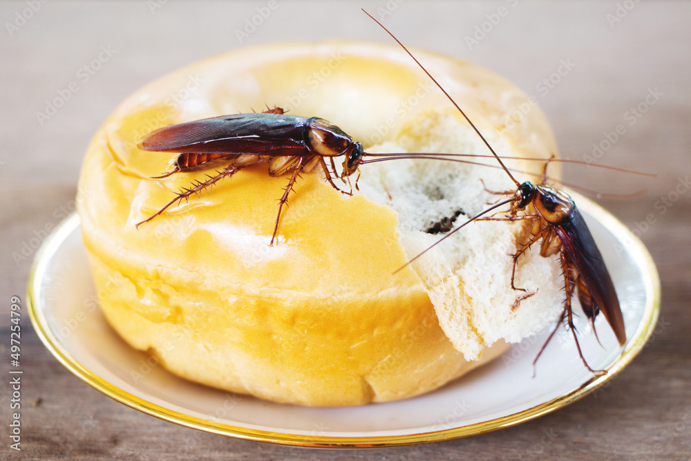 Cockroaches eat the bread of people Stock Photo | Adobe Stock