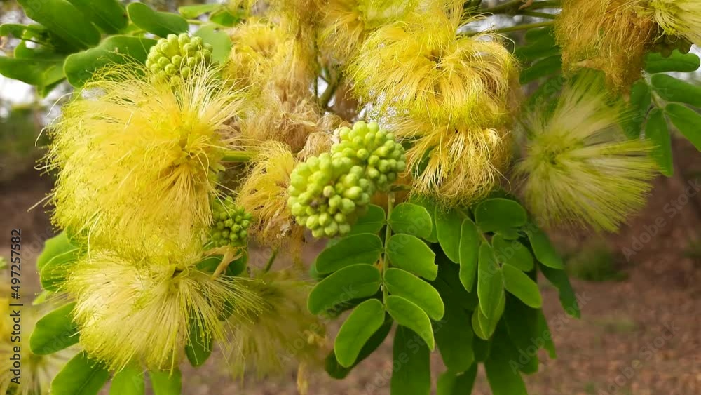 Albizia lebbeck or shirisha tree flowers. Flowers of Albizia ...