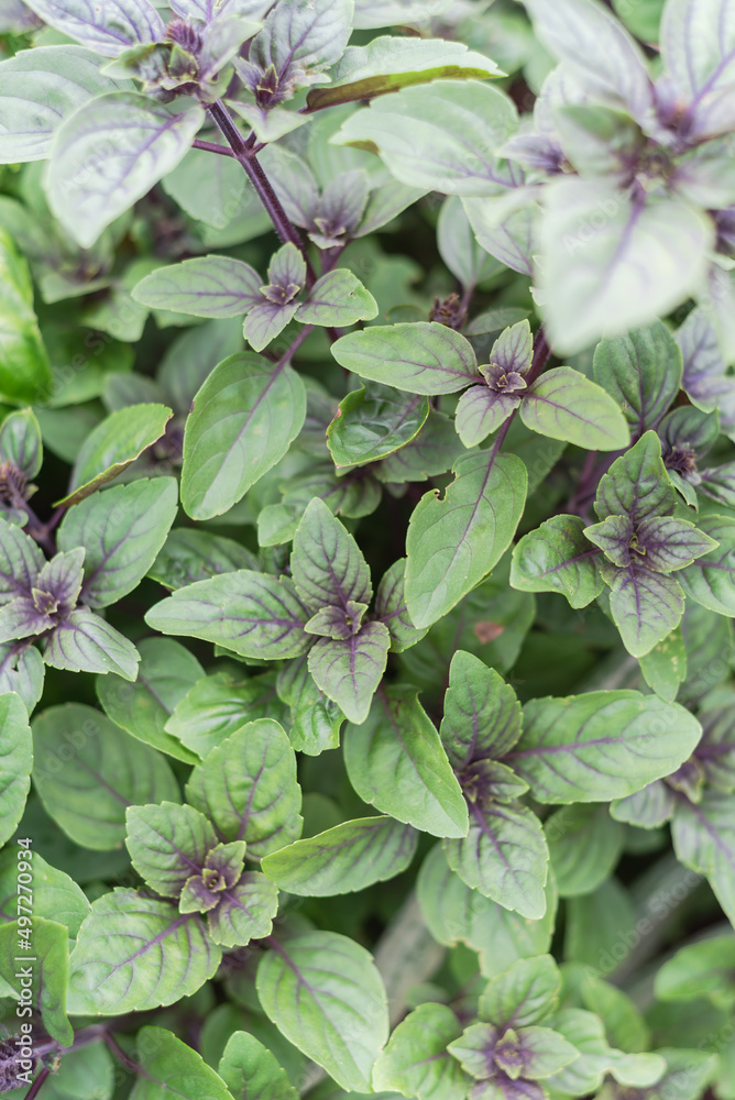 Blooming background of African blue basil (ocimum kilimandscharicum ...