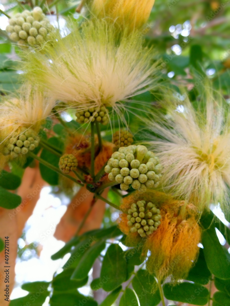 Flower of Albizia lebbeck tree Stock Photo | Adobe Stock