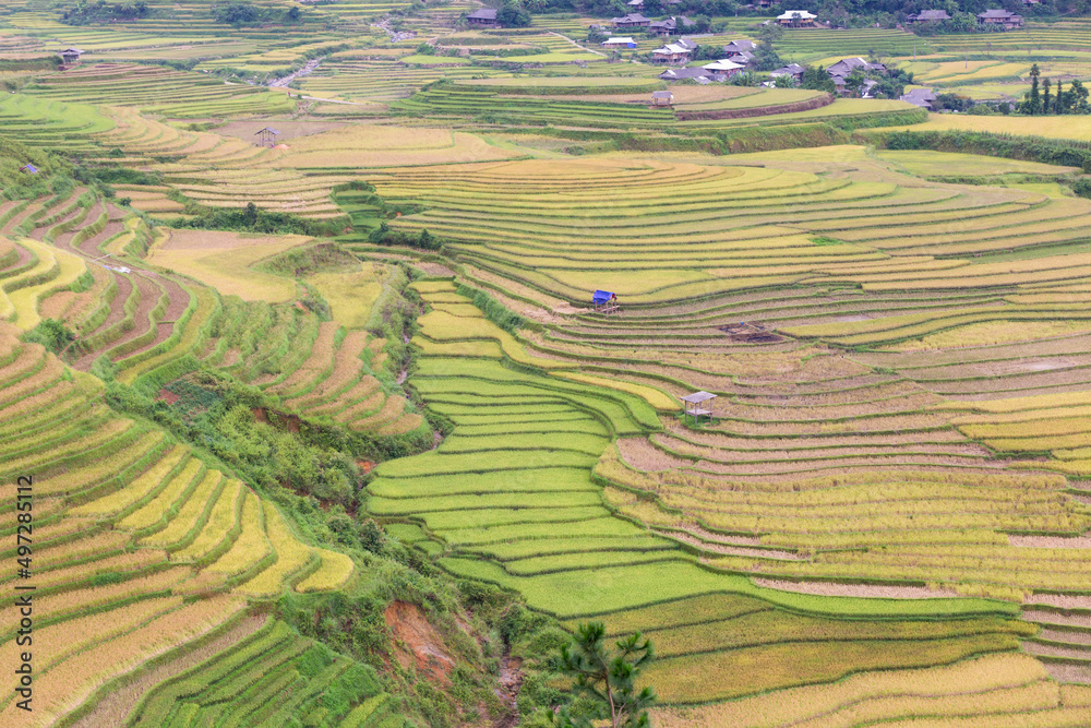 Green terraced rice fields in rainy season at Mu Cang Chai, Vietnam ...