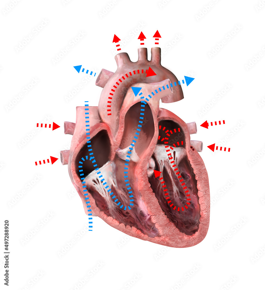 human heart anatomy. Educational diagram showing blood flow with main ...