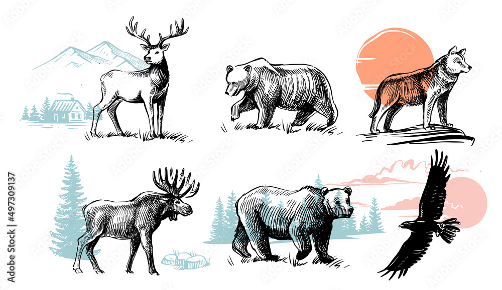 Wild animals drawing. Wolf deer and bear Stock Vector | Adobe Stock