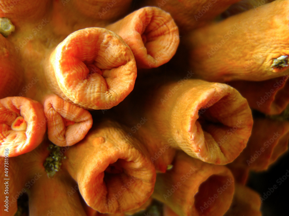 Orange Sun Coral - Tubastraea Faulkneri (Dendrophylliidae) daytime ...