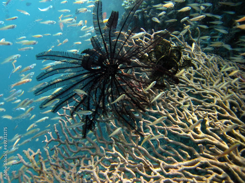 Crinoid - Colobometridae on a Subergorgiidae (Anella mollis) in ...