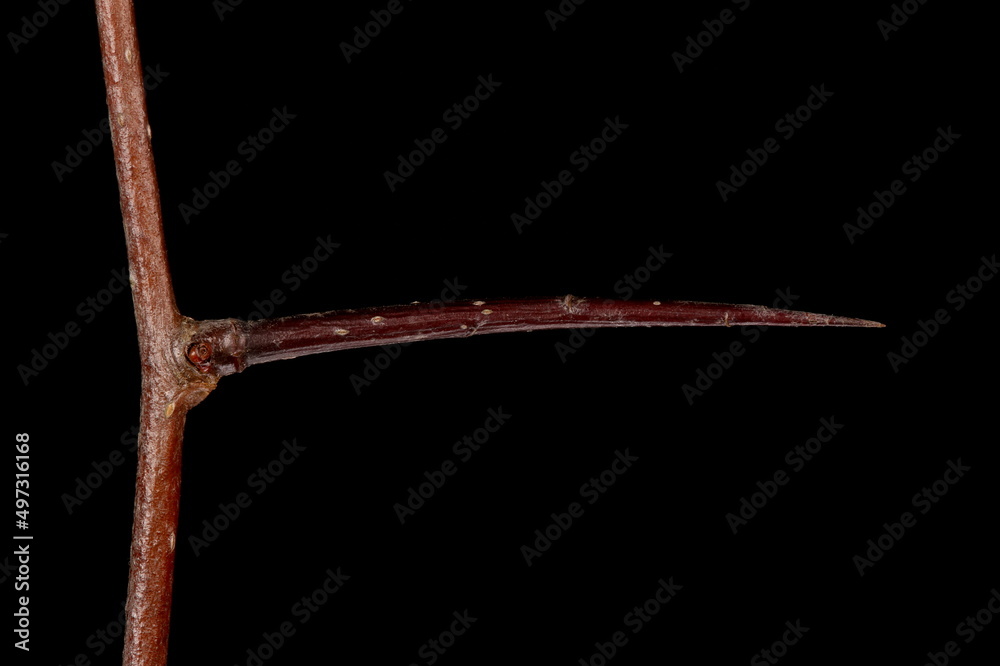 Siberian Hawthorn (Crataegus sanguinea). Spine Closeup Stock Photo ...