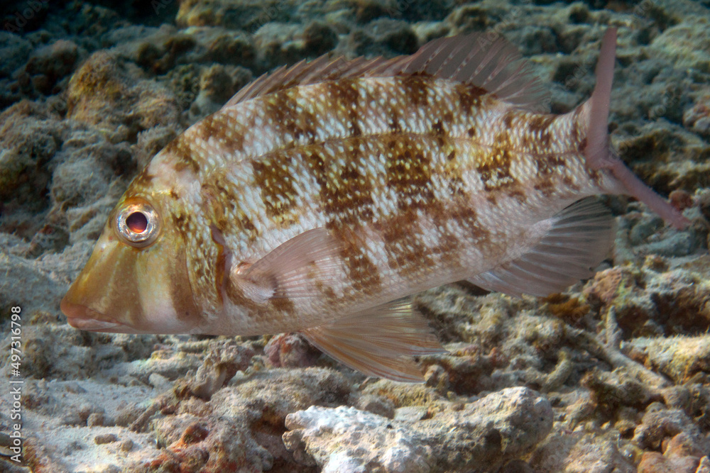 Mangrove Red Snapper - Lutjanus Argentimaculatus - Mangrove Jack Stock ...