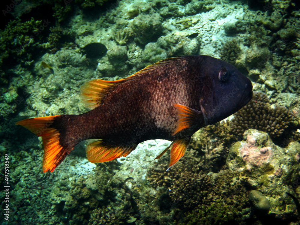 Lethrinus Erythracanthus - Orange-spotted Emperor - Orangefin Emperor ...