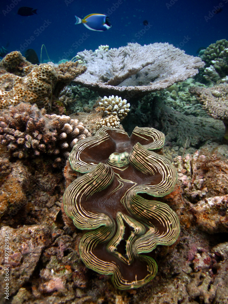 Tridacna Squamosa