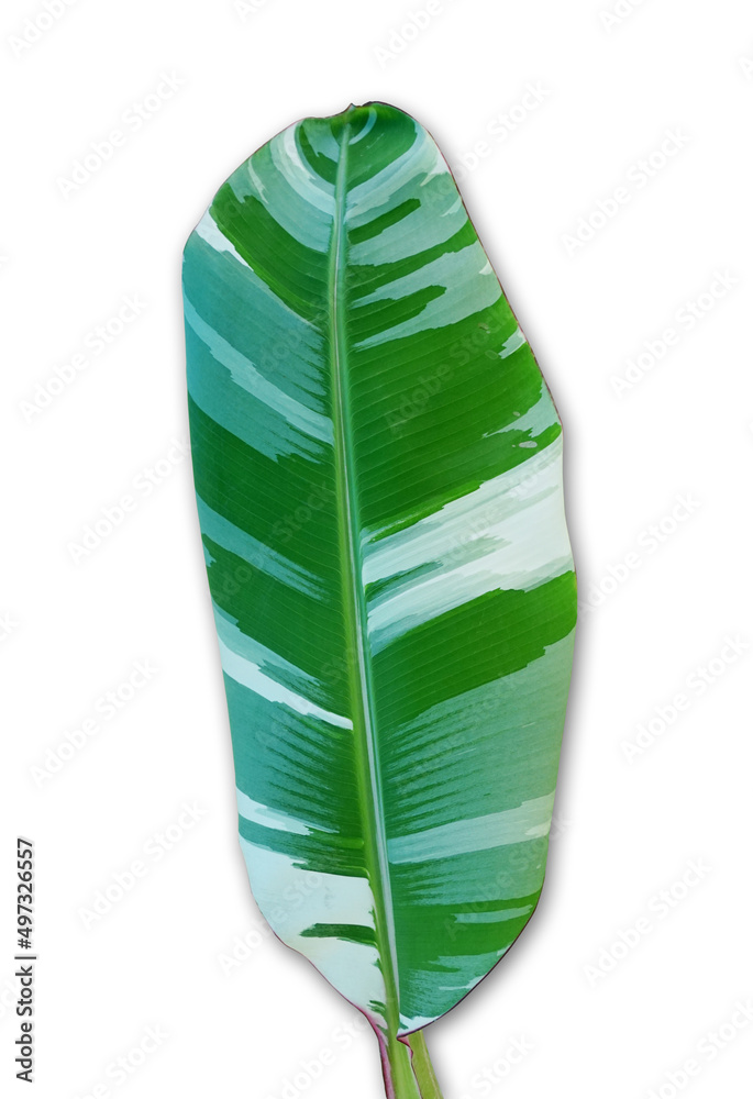 Banana Musa colorful, beautiful, rare and expensive. banana Musa Aeae ...