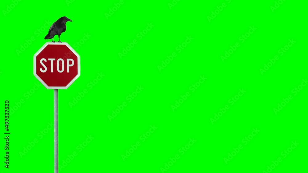 Raven standing on top of stop sign green screen vídeo do Stock | Adobe ...