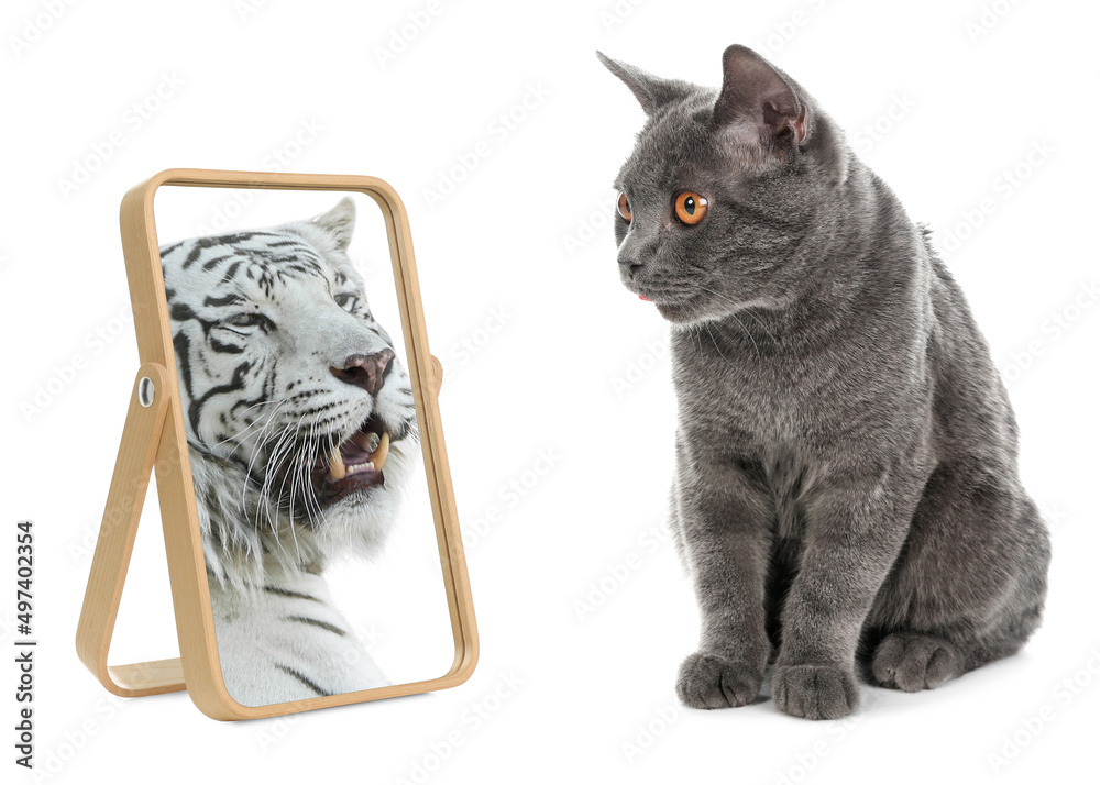 Cute cat looks like tiger into reflection of mirror on white background ...