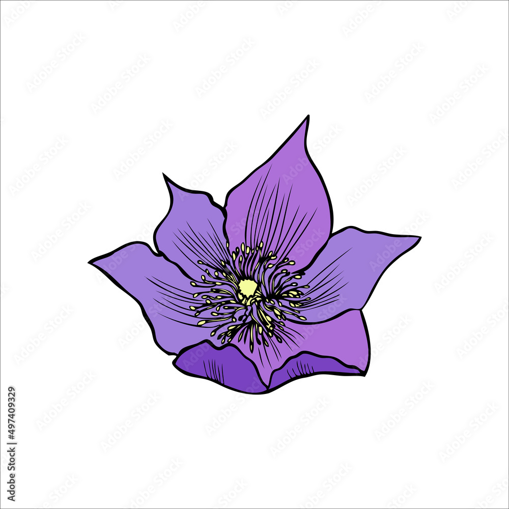 Pasque Flower Drawing