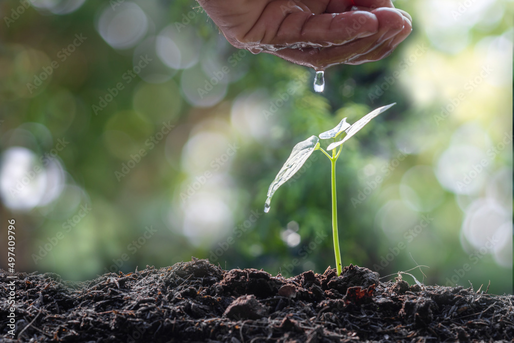 Hands of farmer growing and nurturing tree growing on fertile soil with ...