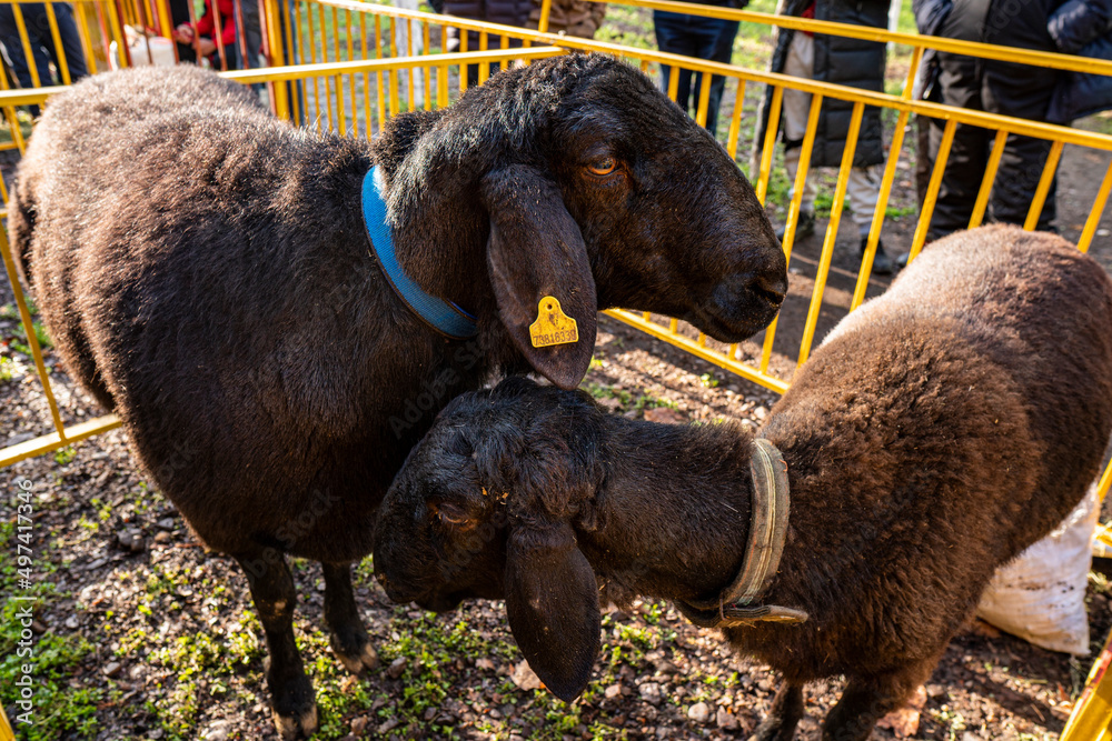Eastern market for the sale of sheep. Sheep of a dark color stand in a ...
