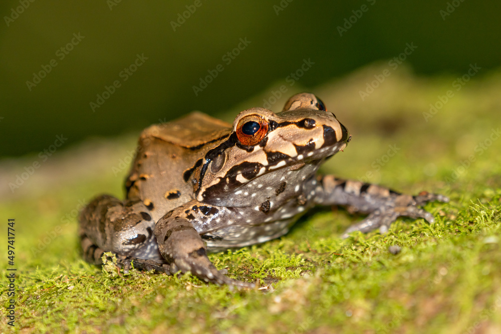Triprion spinosus, also known as the spiny-headed tree frog, spiny ...