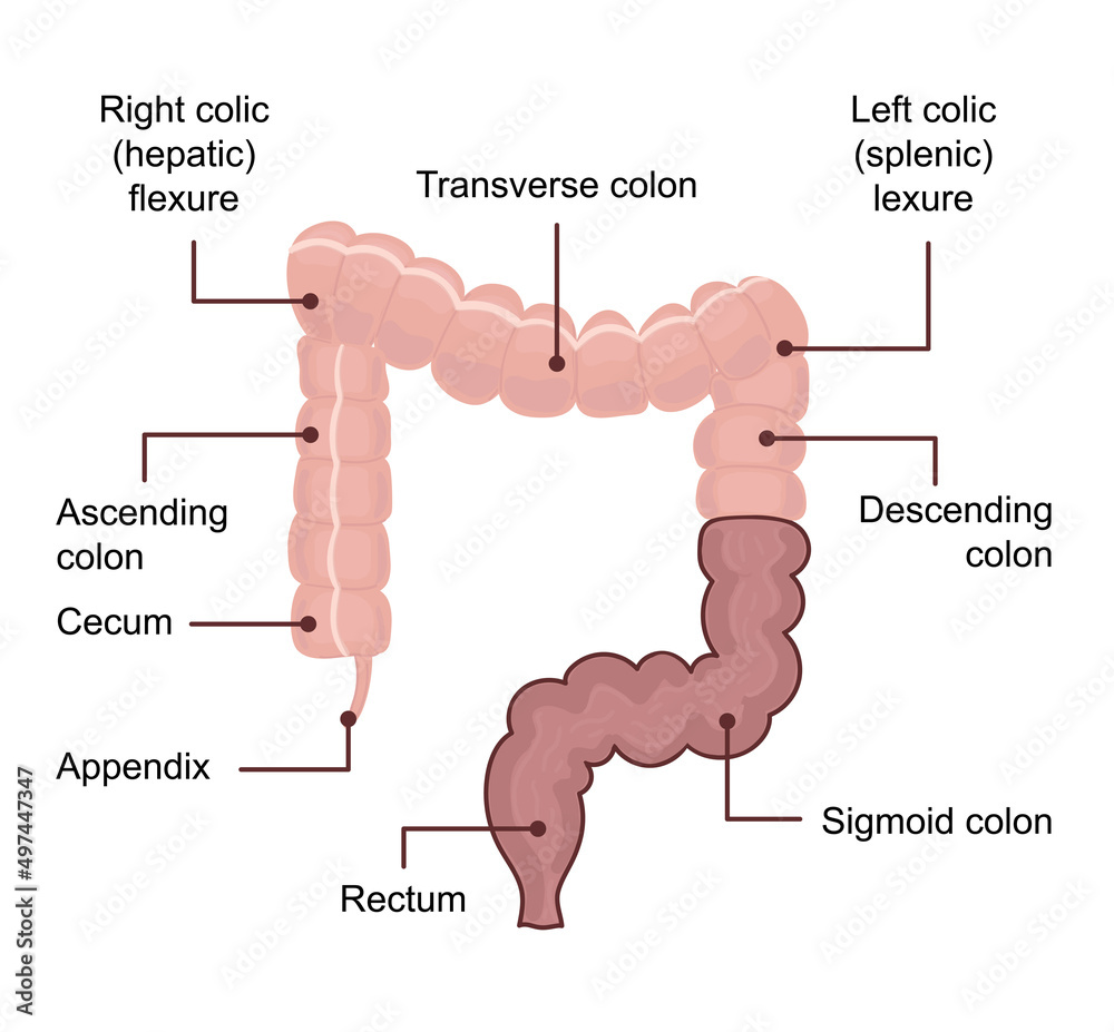Anatomy of the Large Intestine colon. Medical diagram with term Stock ...