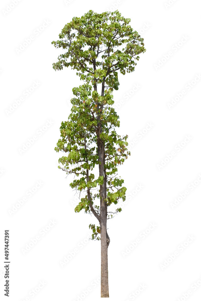 tropical green tree side view isolated on white background for ...