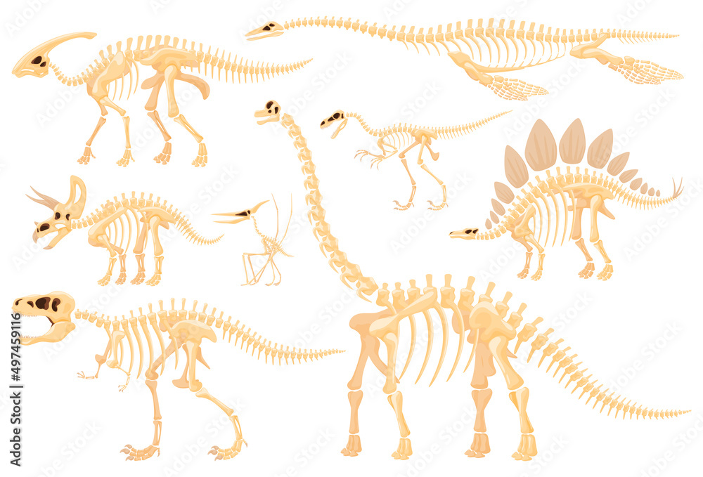 Skeleton of carnivorous and herbivorous foot-and-mouth disease ...