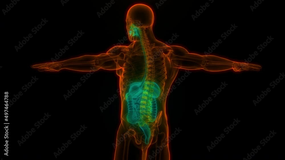 Human Digestive System Anatomy Animation Concept Stock Video | Adobe Stock