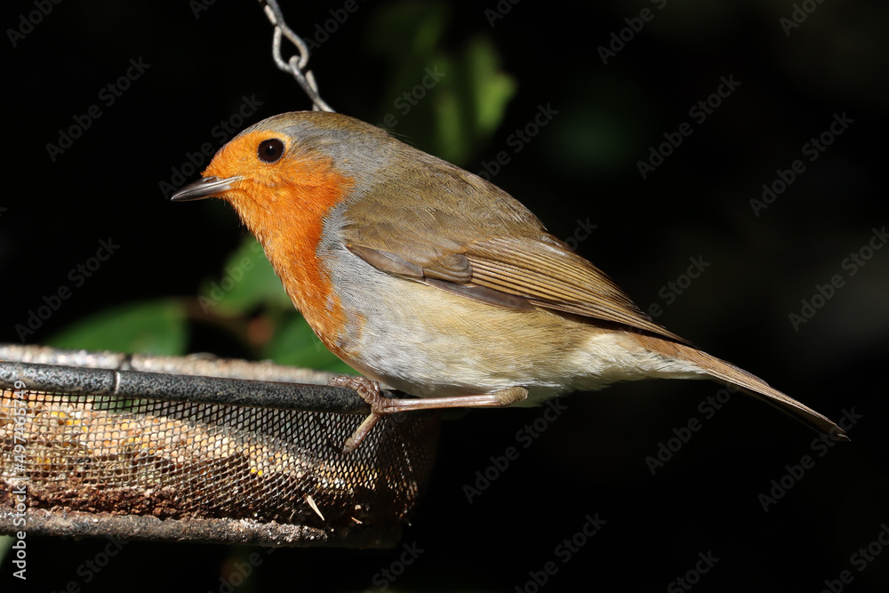 Robin perched on edge of bird feeder Stock Photo | Adobe Stock
