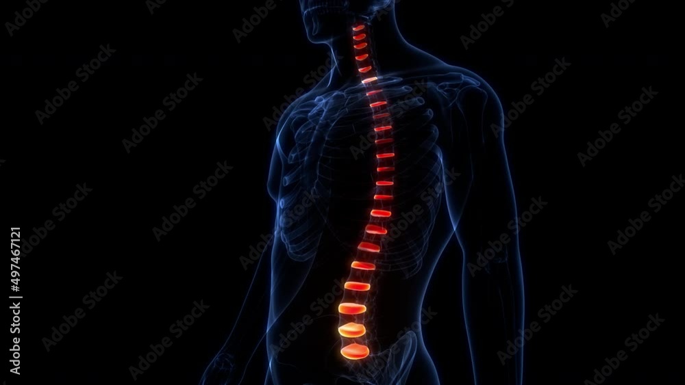 Spinal Cord Vertebral Column Discs of Human Skeleton System Anatomy ...
