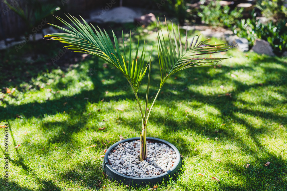 idyllic sunny backyard with tropical bangalow palm tree in the middle ...
