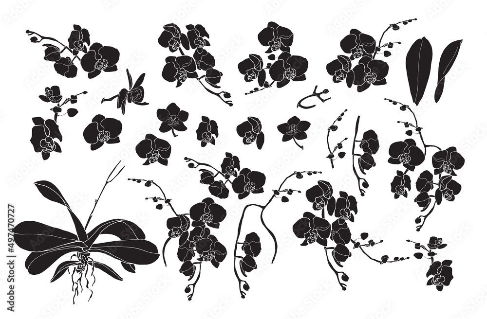 Set Of Isolated Phalaenopsis Orchid Silhouettes Set Of Isolated