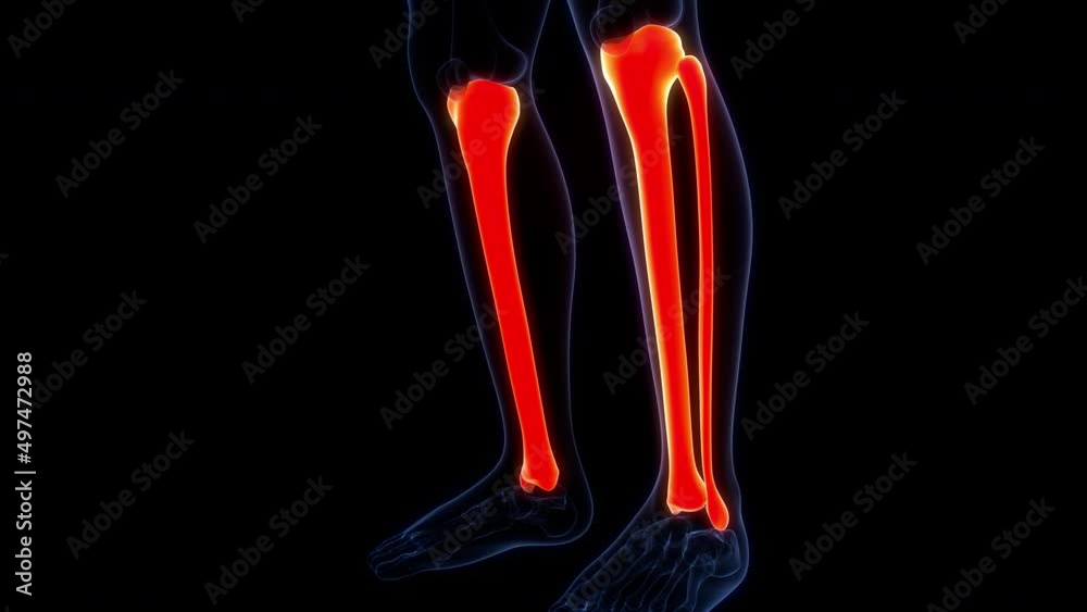 Human Skeleton System Fibula and Tibia Bone Joints Anatomy Animation ...