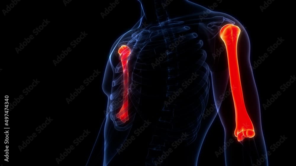 Human Skeleton System Humerus Bone Joints Anatomy Animation Concept ...