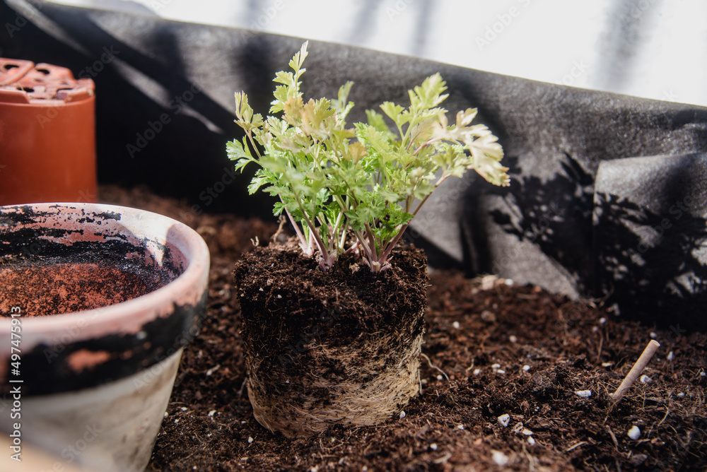 Planta de perejil fuera de su maceta, con las raíces recubriendo el ...