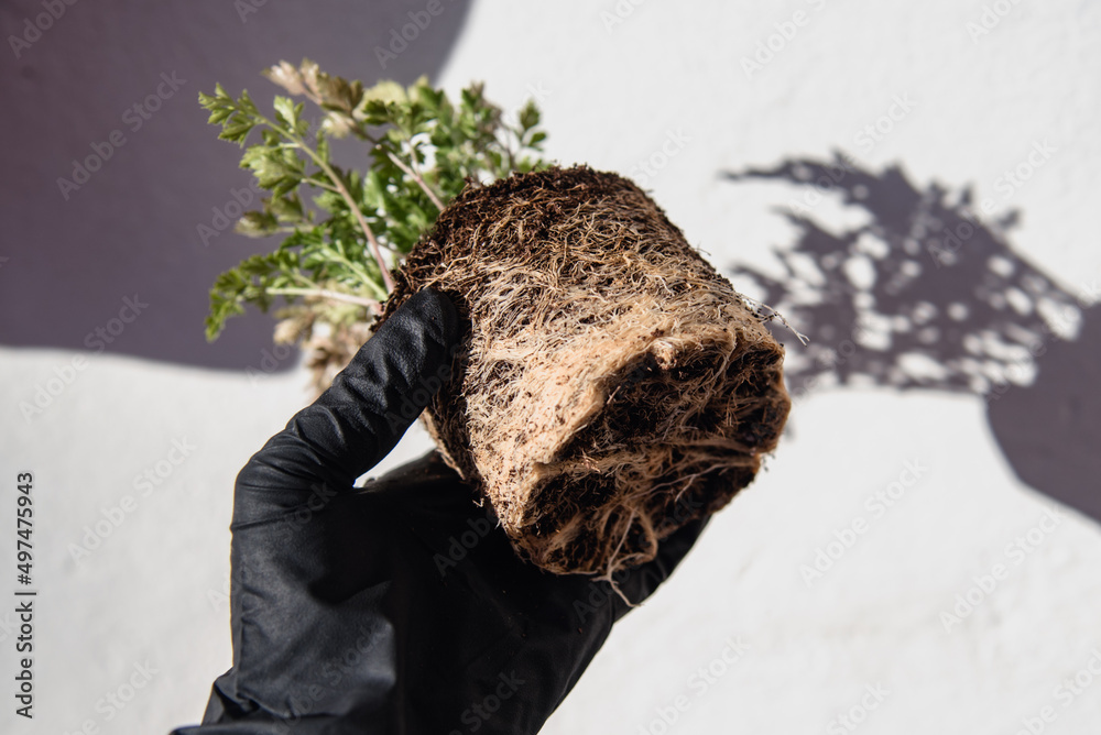 Planta de perejil fuera de su maceta, con las raíces recubriendo el ...