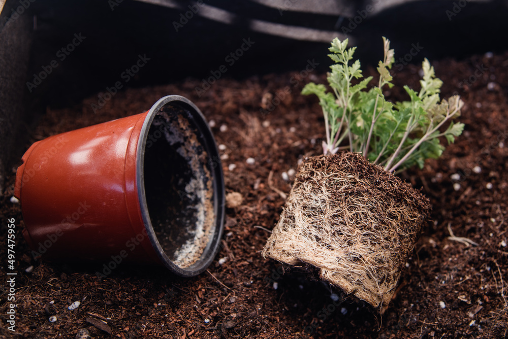 Planta de perejil fuera de su maceta, con las raíces recubriendo el ...
