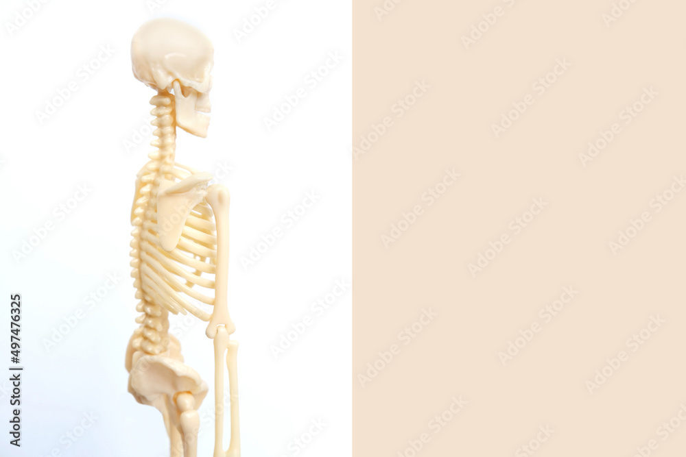 plastic model of the human skeleton on a light background, an ...