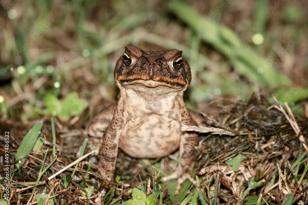 Cane Toad also known as marine toad. Bufo marinus. It is a declared ...