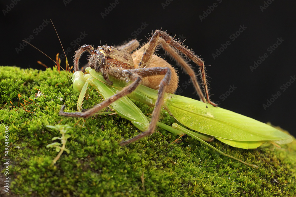 Praying Mantis Eating Spider
