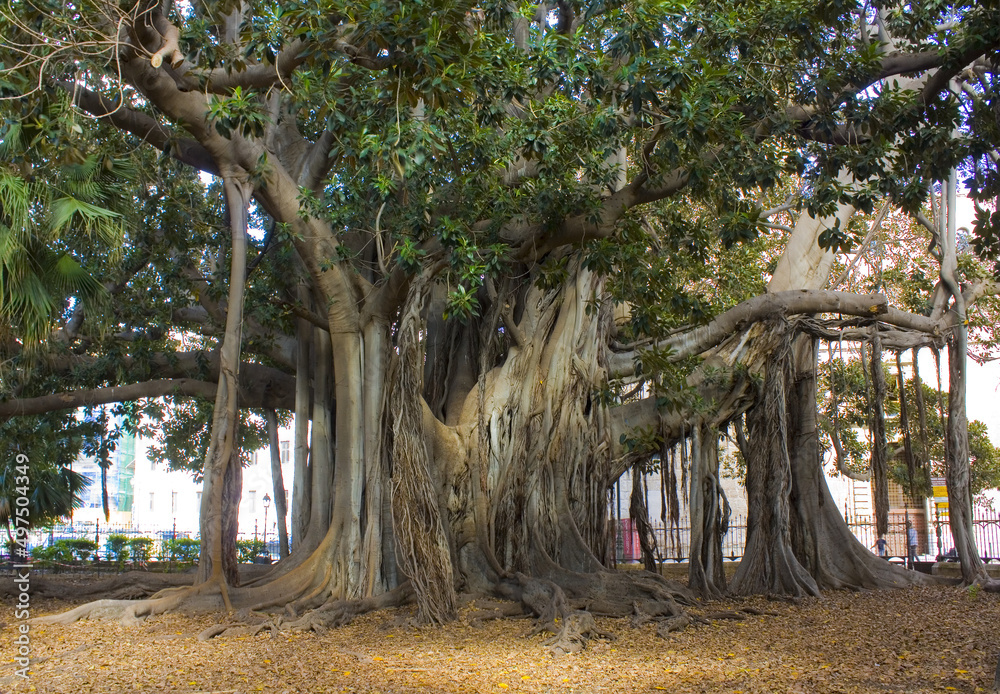 Ficus Macrophylla in Garibaldi Garden at Piazza Marina in Palermo ...