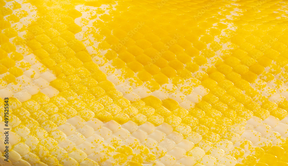Golden python scale texture,close up view of golden python (Python ...