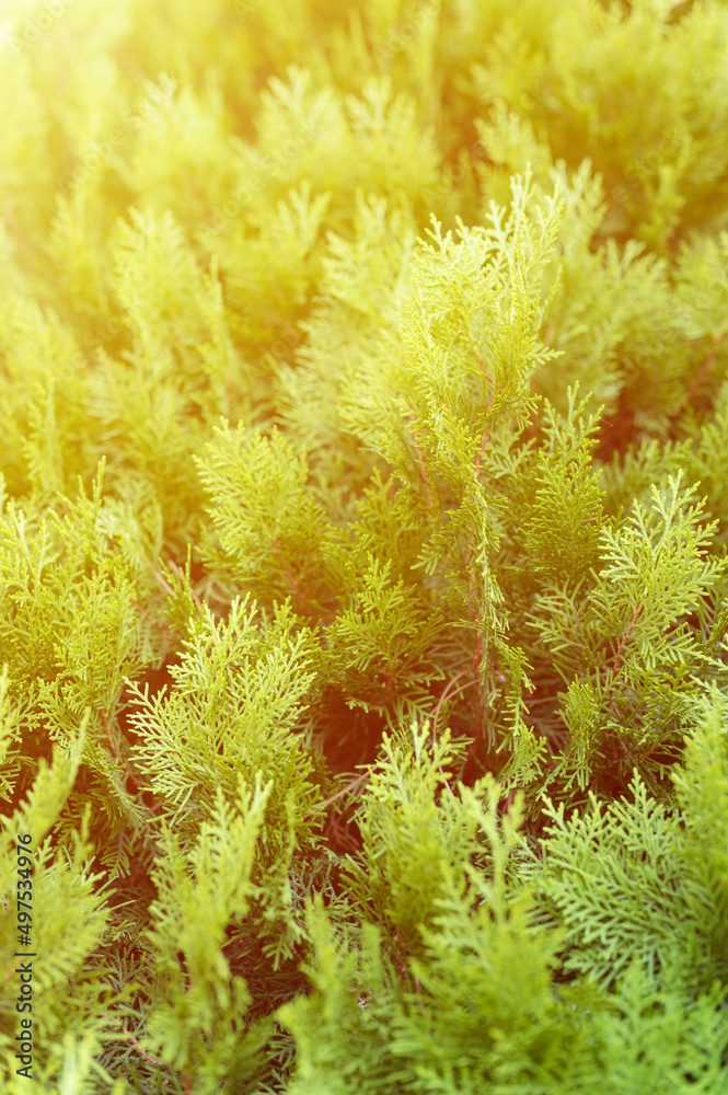 tuya east is green coniferous tree. young cypress trees branches and ...